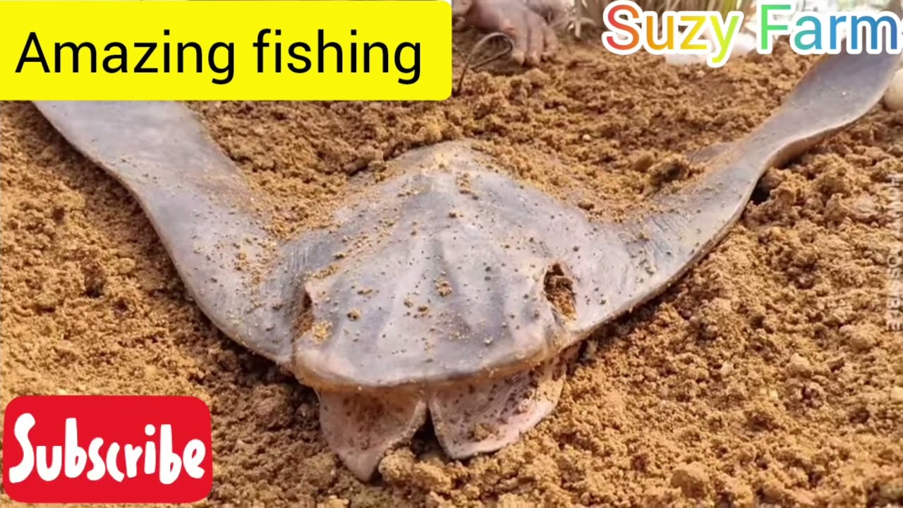 Amazing best hand fishing technique. Catch a lot of fish on the road ...