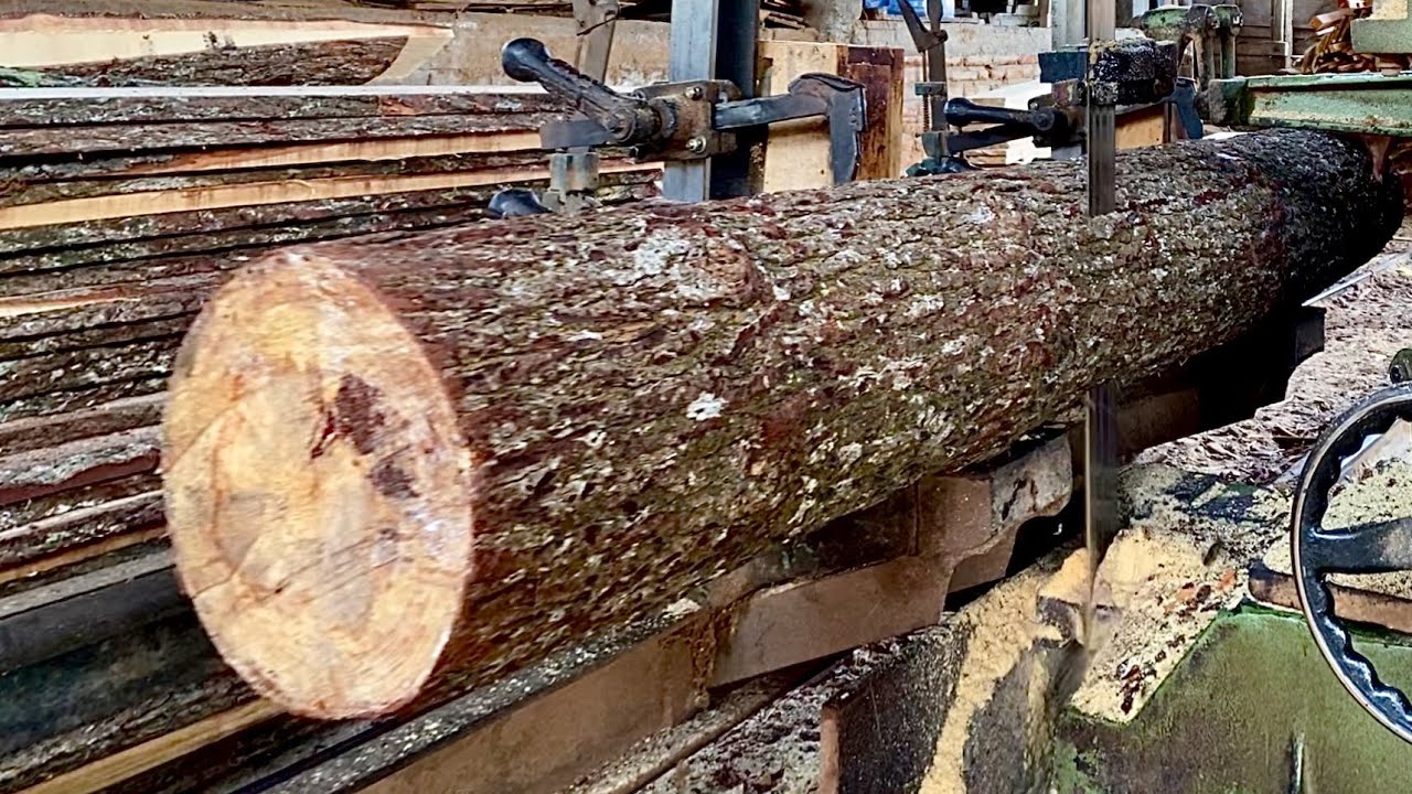 This young pine wood is ready to be processed into many thin planks in ...