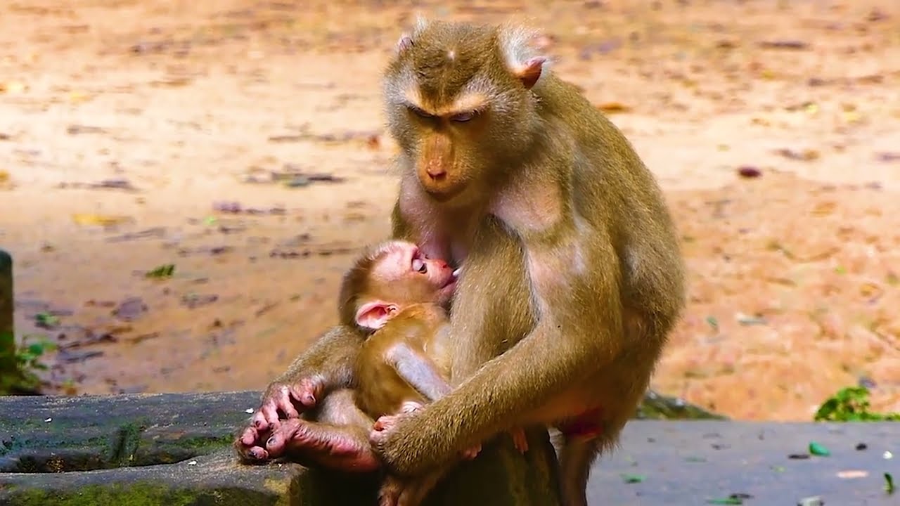 OhGodhelp!...Cute bb monkey New Clip video bb monkey for week | So ...