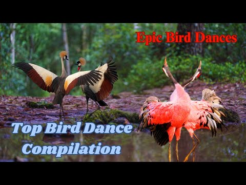 Dancing Birds | Fun and Playful Bird Dance Compilation.