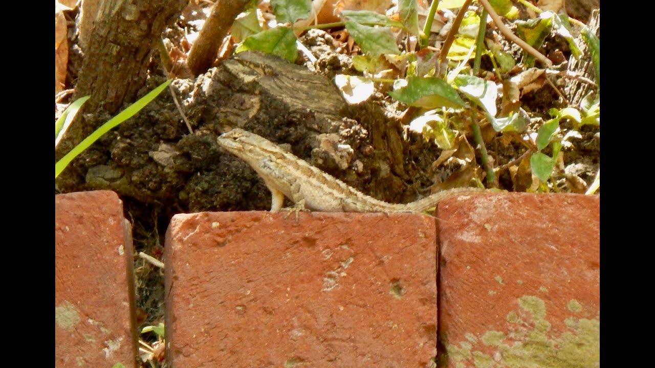 Spying on Lizards. Action in the garden with leaping lizards - YouTube