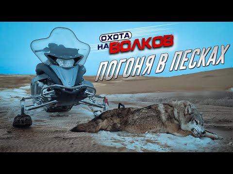 Самый трудовой ВОЛК за 25 лет ОХОТА на ВОЛКОВ,wolf hunting