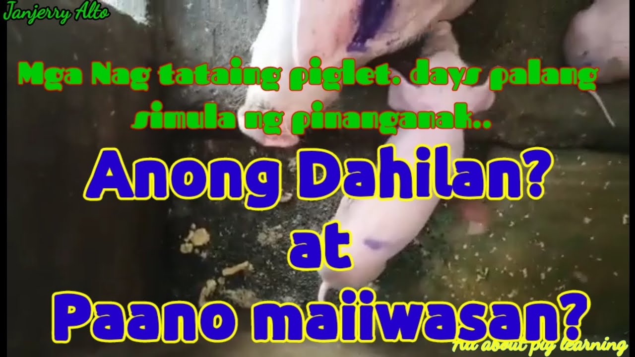 Mga biik na nag tatae days Palang simula ng Inanak.. @baboy - YouTube
