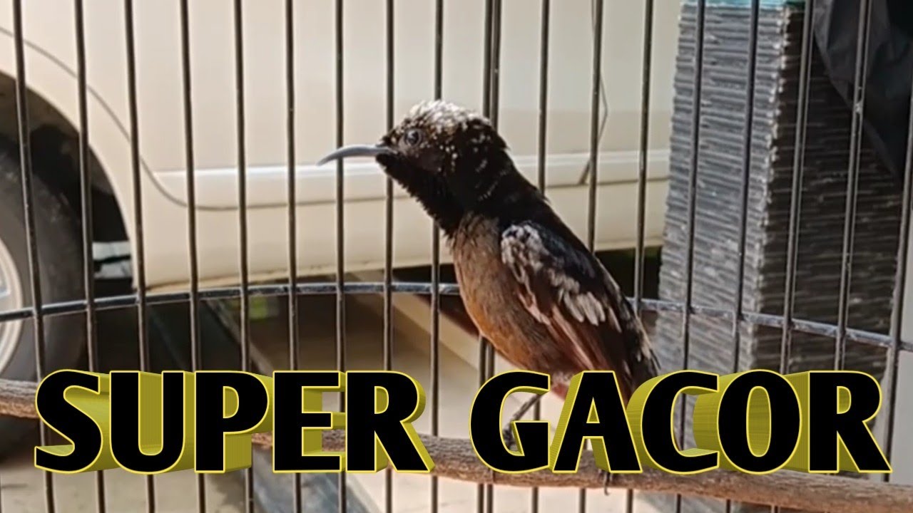 masteran konin super gacor full platuk beras - YouTube