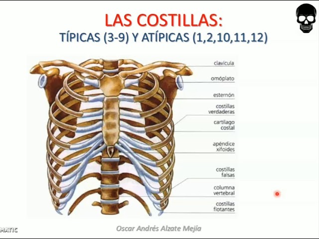 Anatomía Típica De Las Costillas PDF) Anatomia Con Orientacion