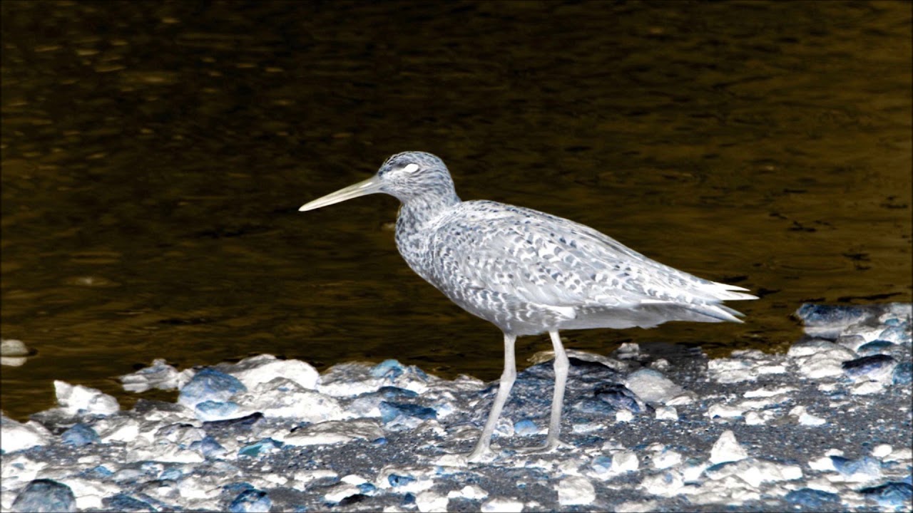 Shivo - Il Beccaccino - YouTube