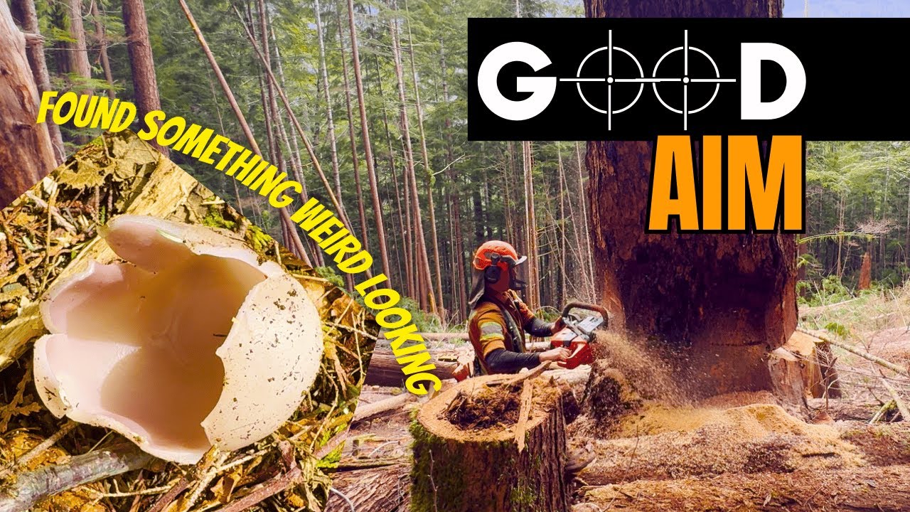 Falling & Bucking Tall Fir Trees | Found a Mystery Plant Too - YouTube