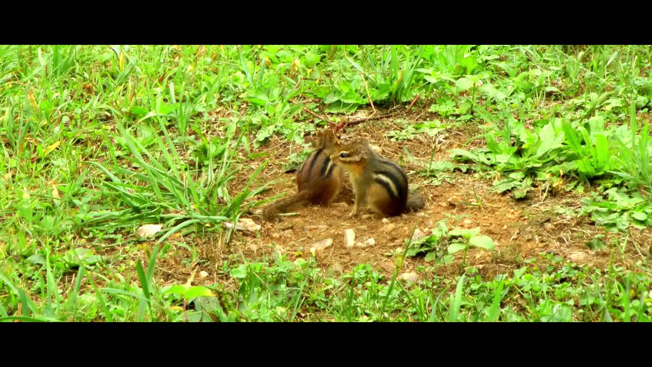 Chipmunks playing! - YouTube