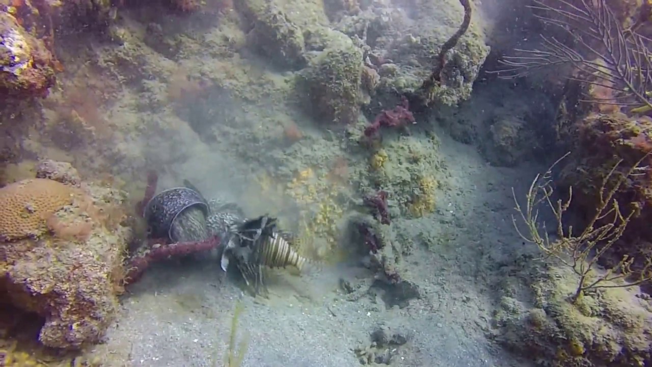 Spotted Moray Eel a Lionfish Predator - YouTube