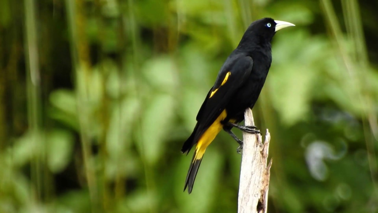 XEXÉU em nidificação (CACICUS CELA), YELLOW-RUMPED CACIQUE, JAPIIM ...
