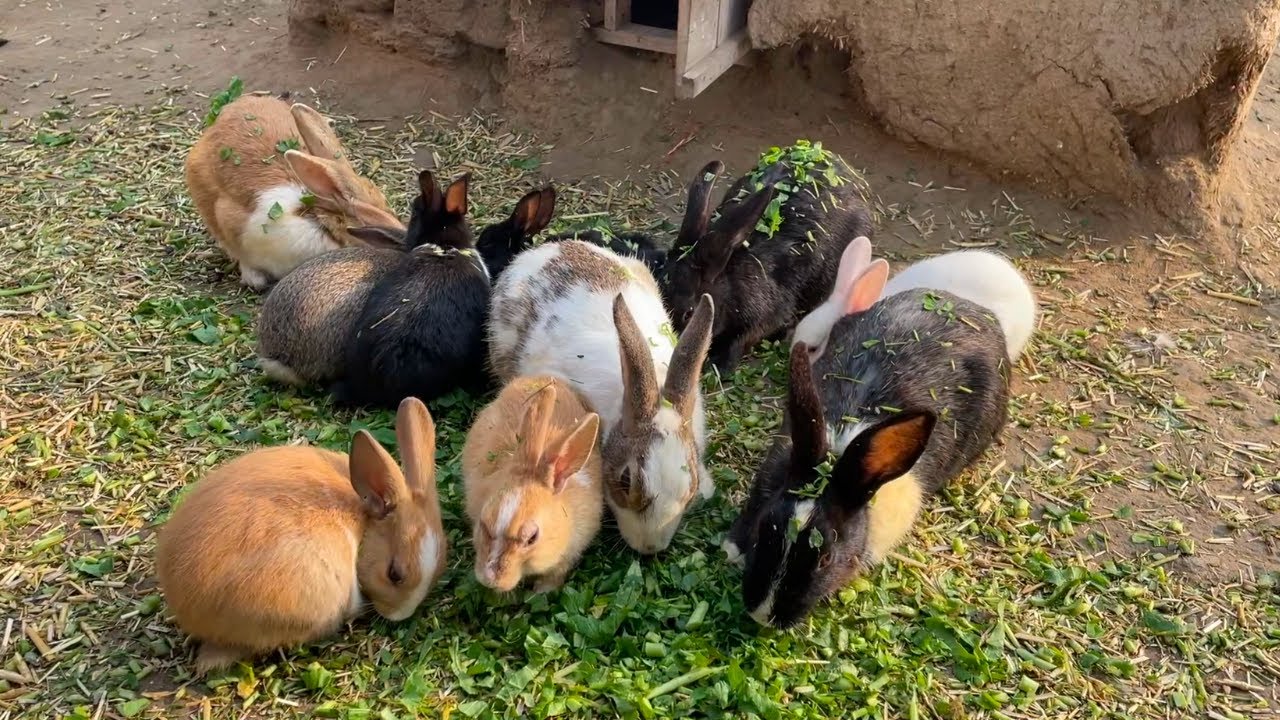 village rabbit farming | rabbit farming in pakistan | village vlogs in ...