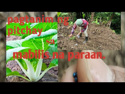 pagtanim ng pitchay( mangatiay tv) - YouTube