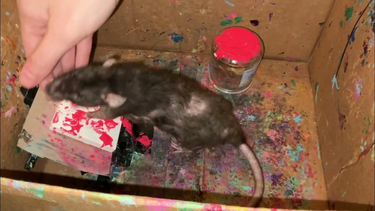 My pet rat Olive doing some paw painting! - YouTube