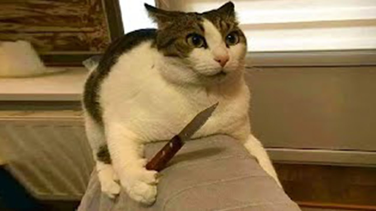 Funny Moments of Cats | Funny Video Compilation - Cat Mewmew #44 - YouTube