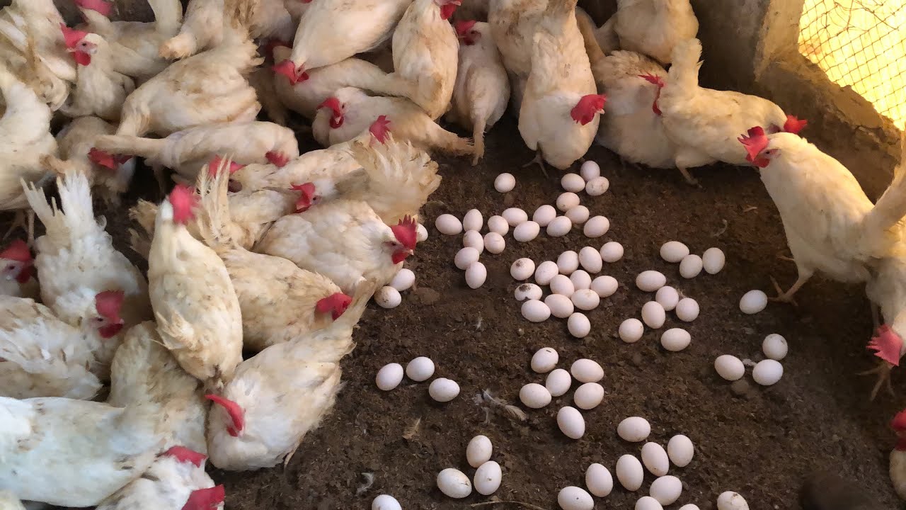 Hen Farming | Hen Farming Business | Hen Farm | Part 12 - YouTube