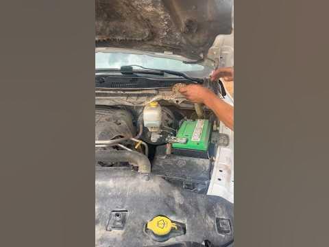 Live bull snake pulled from the engine compartment of a truck - YouTube