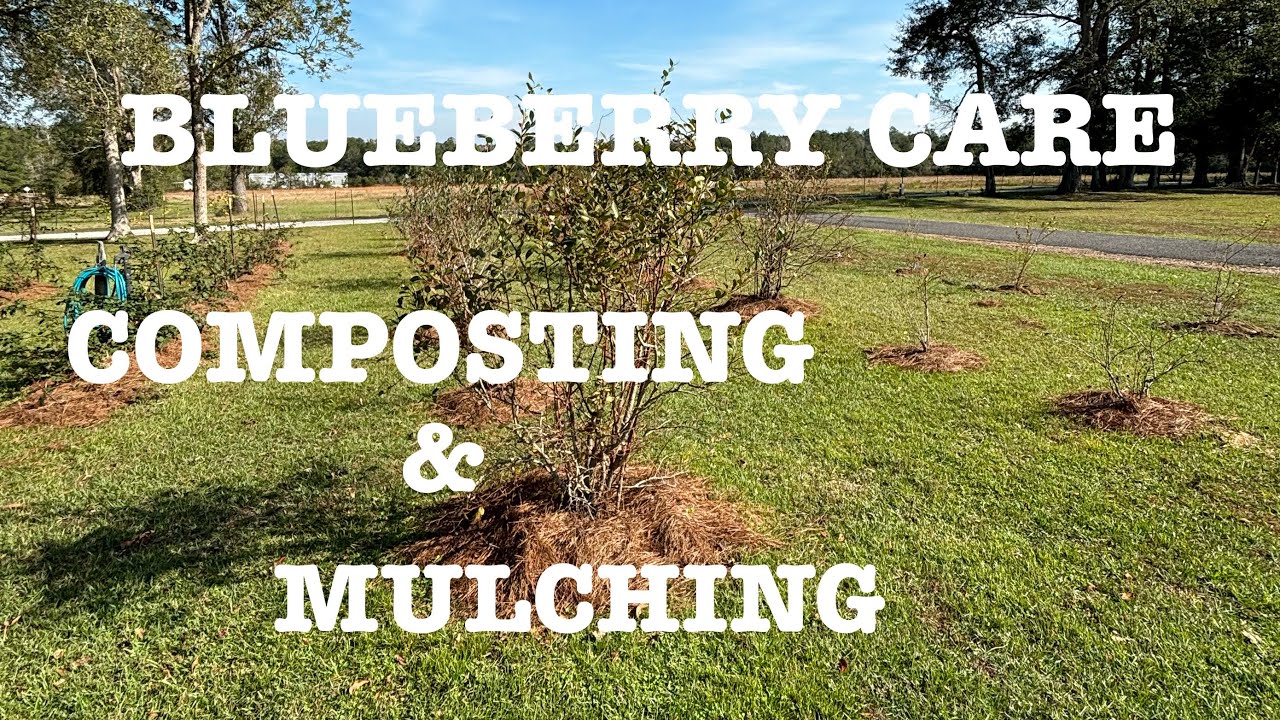 FOR A GREAT HARVEST— COMPOSTING AND MULCHING BLUEBERRIES! - YouTube