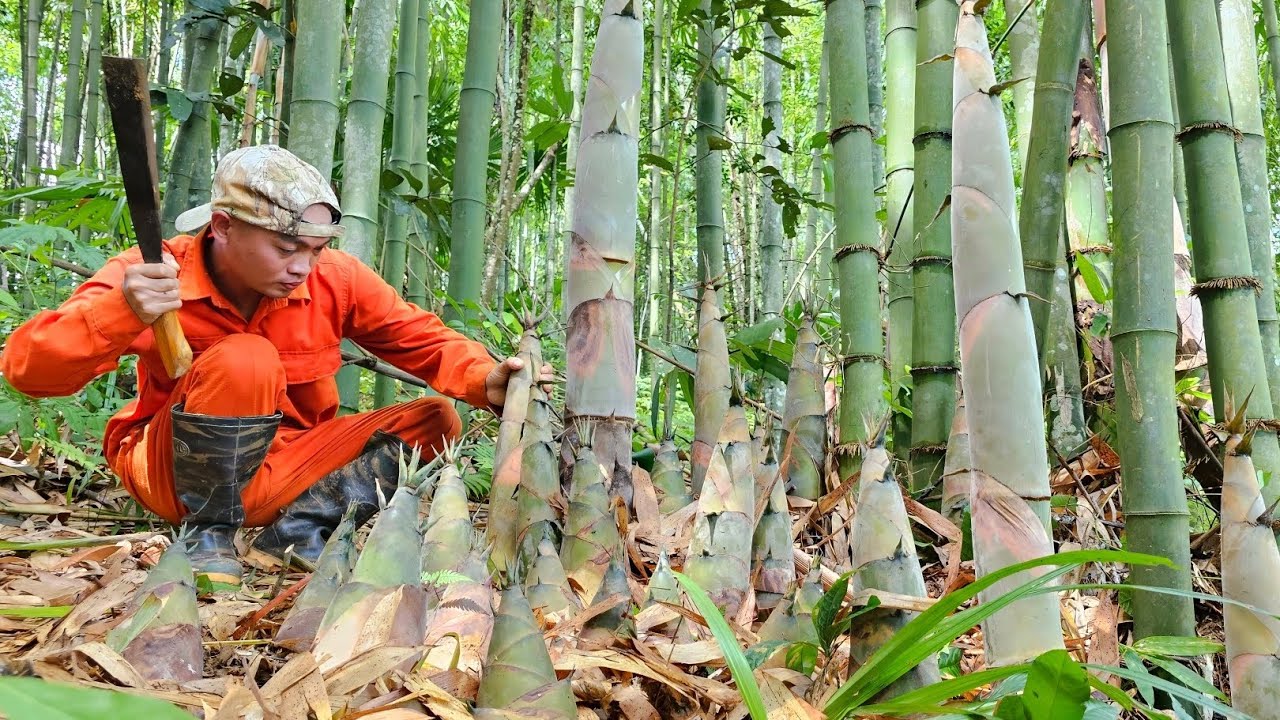 Harvest giant bamboo shoots in the forest and process them - YouTube