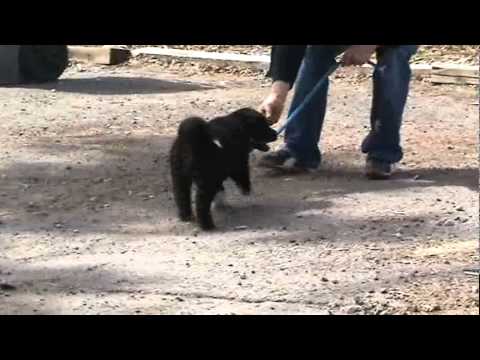 Male Akita Puppy born 1-11-11 out of Princess sired by Mojito - YouTube