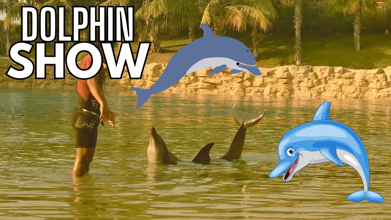 Witness the Epic Dolphin Show in 23 at Atlantis Aquaventure! - YouTube