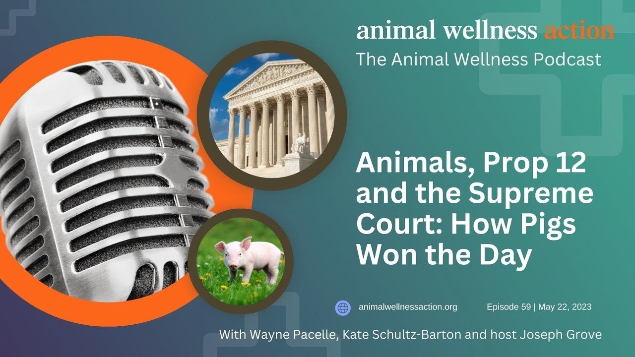 Prop 12 and the Supreme Court: How Pigs Won the Day | Episode 59 - YouTube