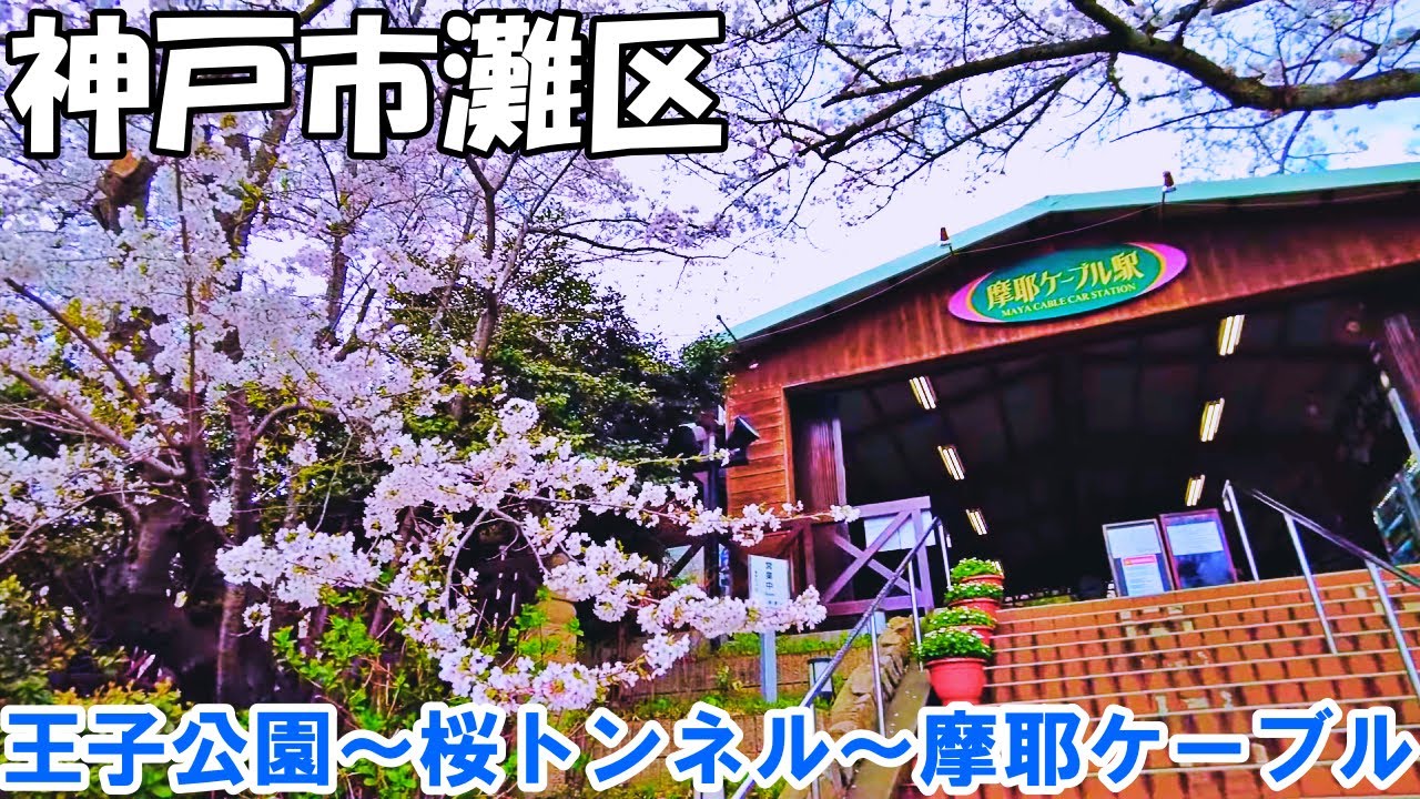 【兵庫】神戸市灘区を散策 王子公園～桜のトンネル～摩耶ケーブル Hyogo Stroll around Nada Ward, Kobe ...