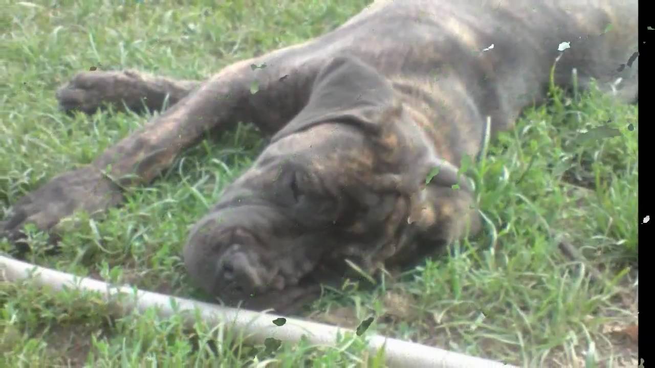 Cane Corso snoop dog Rhodesian Ridgeback & Bulldog mix - YouTube