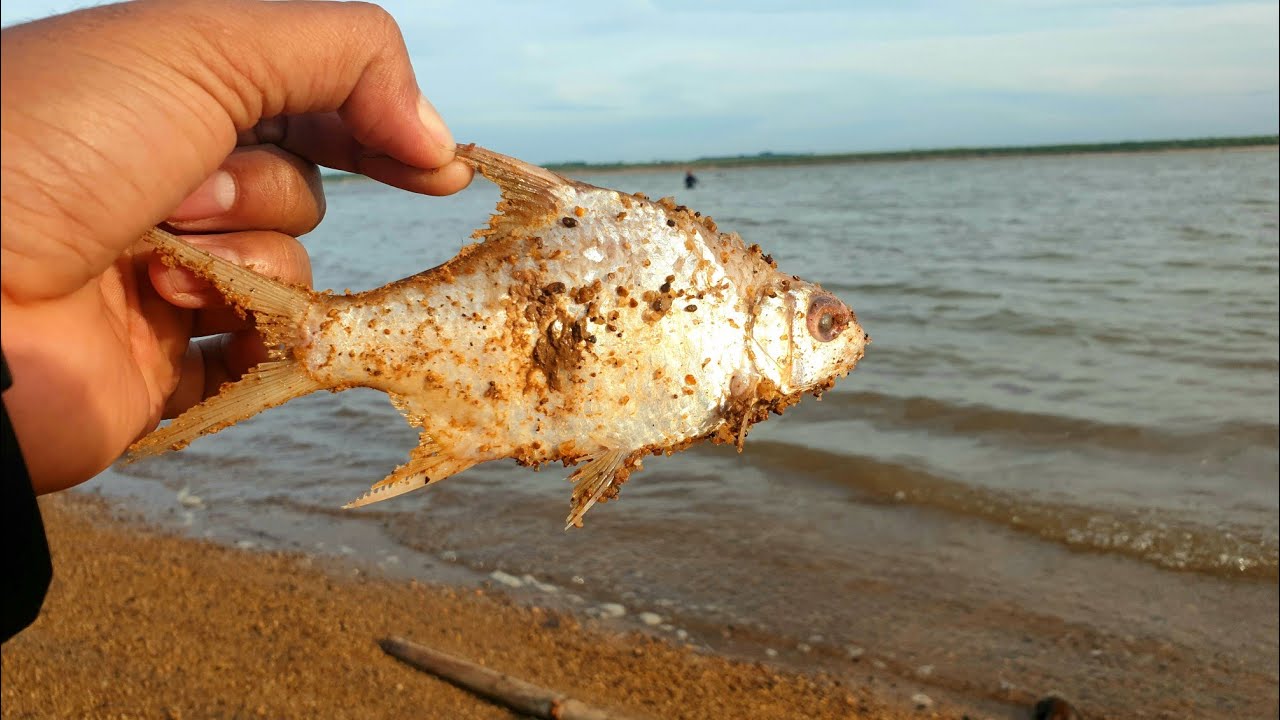 Big fish and small fish drowning the water at the beach river | fishing ...
