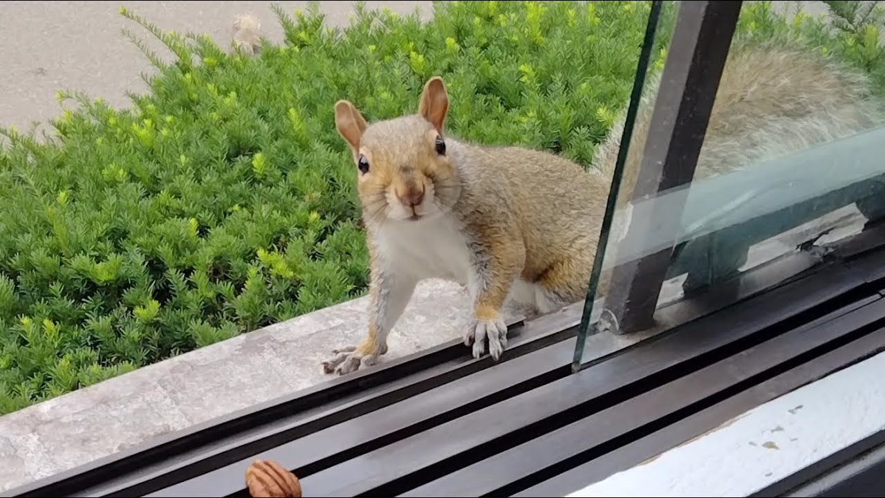 I have help in keeping the peace among squirrels - YouTube