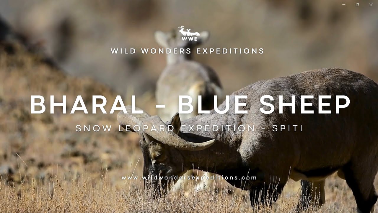 Bharal - Blue Sheep | Winter Spiti | Nikon India | Slow Motion | 4K ...