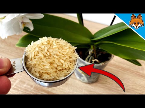 Do THIS if you want to have a Lush and long lasting Orchid Bloom 💥 (WOW)  🤯
