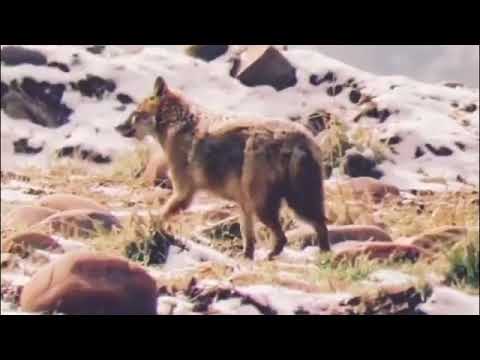 kurdistan nature _ wildlife _ barzan - YouTube