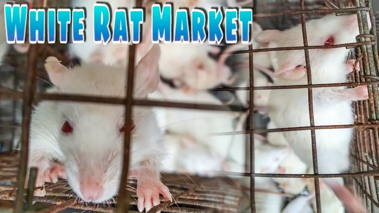 WHITE RAT MARKET / White Rat Price In Kolkata And Best Rat Market - YouTube