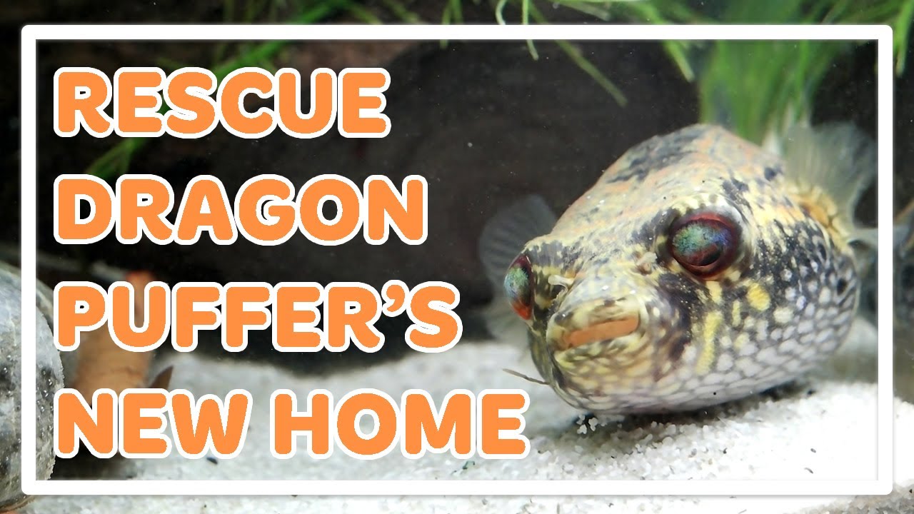 DRAGON PUFFERFISH 'S NEW HOME! - YouTube