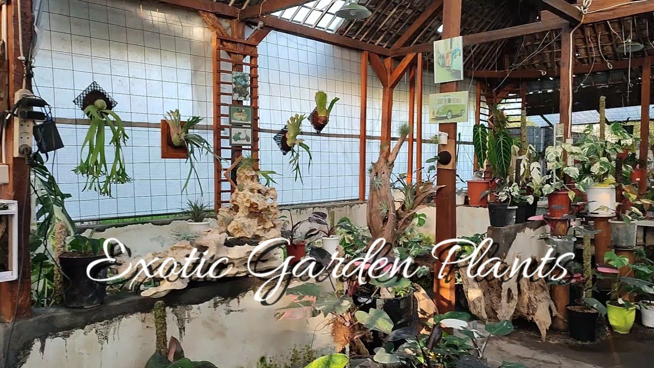 Exotic Garden Plants || Aroid collection Variegated plants || garden ...