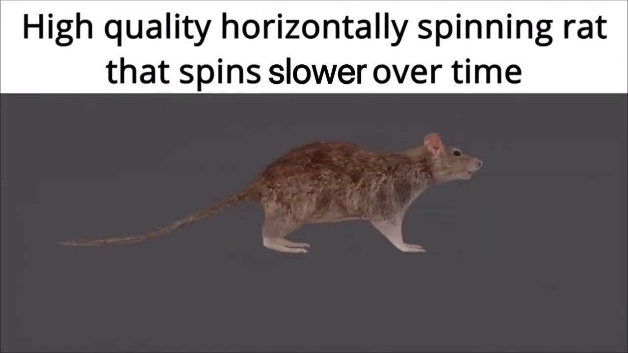 High quality horizontally spinning rat that spins slower over time ...
