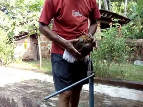 How to shuck a coconut. - YouTube