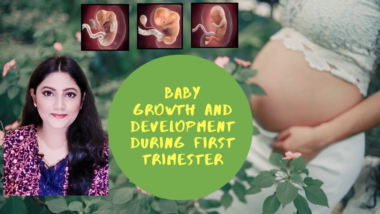 Baby growth and development during first trimester - YouTube