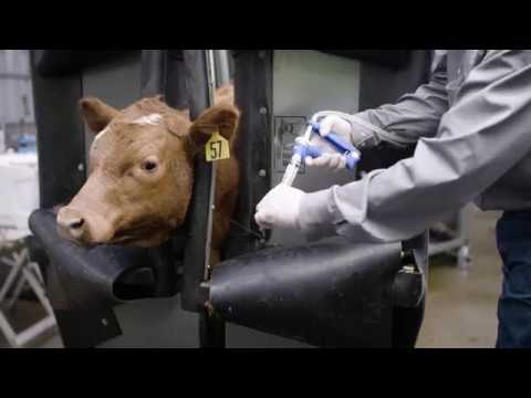 How to Administer DECTOMAX® Injectable - YouTube