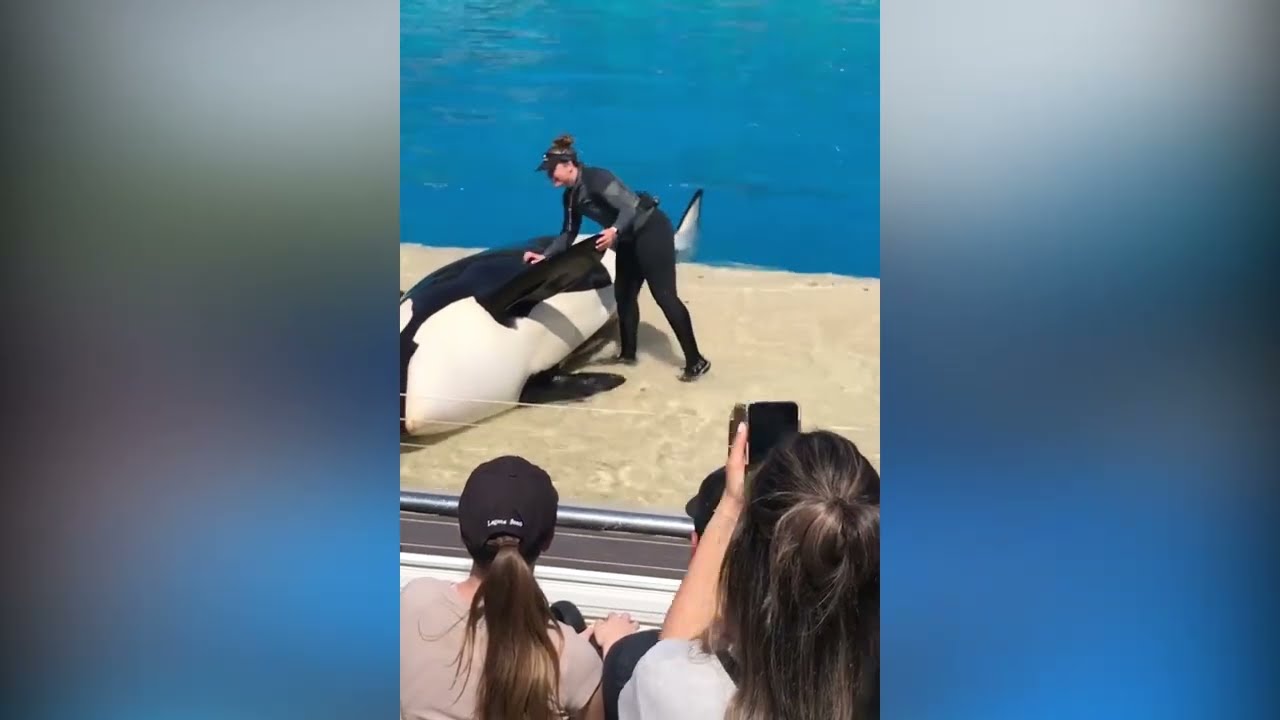 Jessica Radcliffe Orca Attack Video – Horrifying Final Moments & What ...