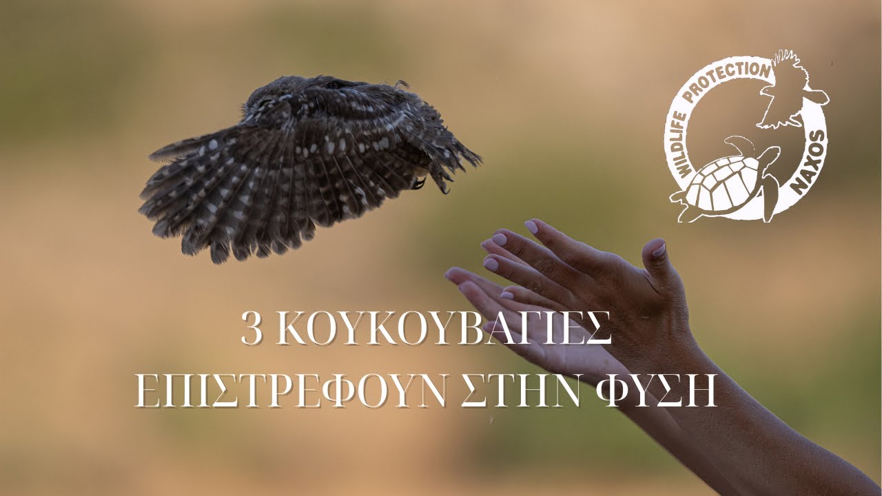 3 Κουκουβάγιες επιστρέφουν στην Φύση! - YouTube