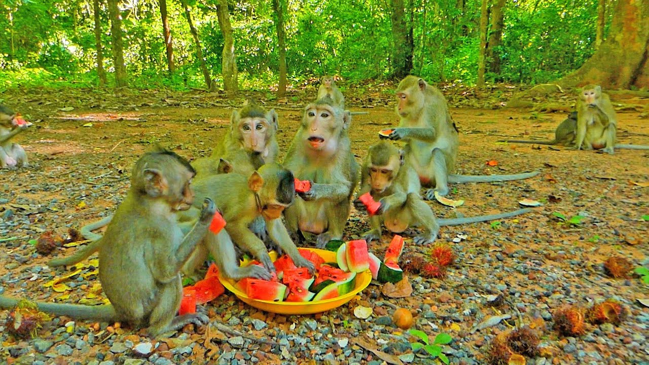 Really Great Time Love ANNA Family Gladly Get Fruits, Feeding Anna ...