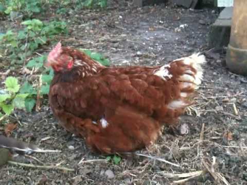 Bad chicken - YouTube