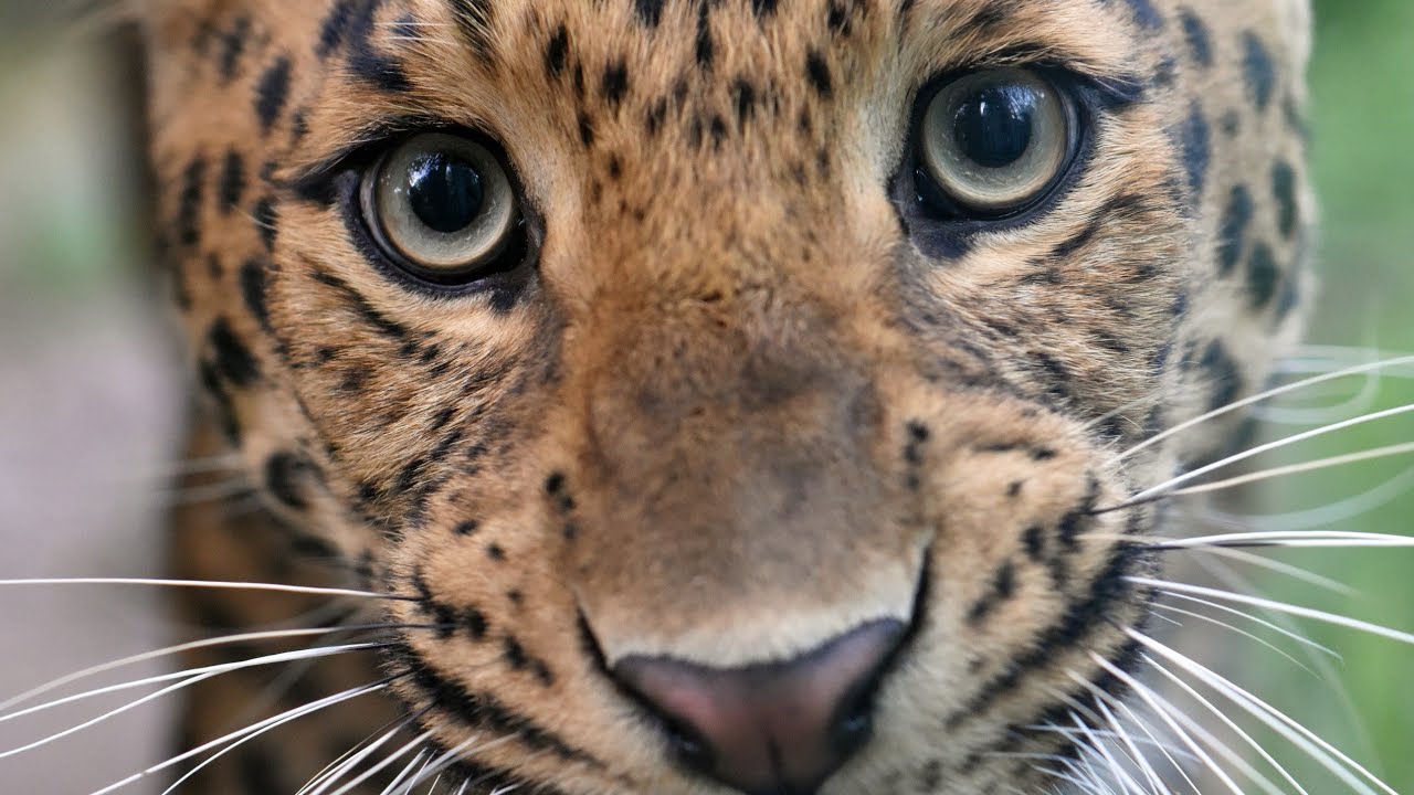 ZOO Zagreb - Croatia / Zoološki vrt Zagreb 4K - YouTube