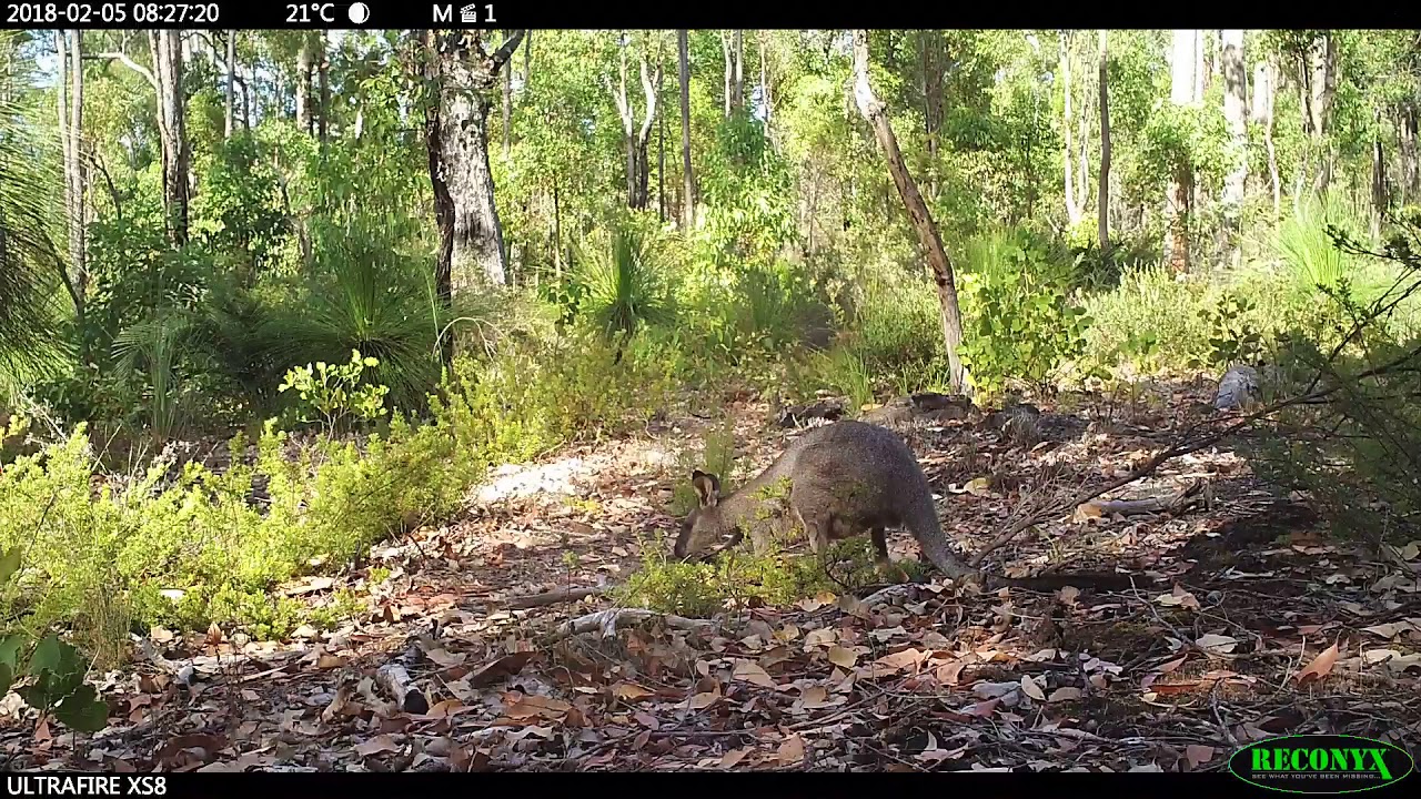 Western Brush Wallaby - YouTube