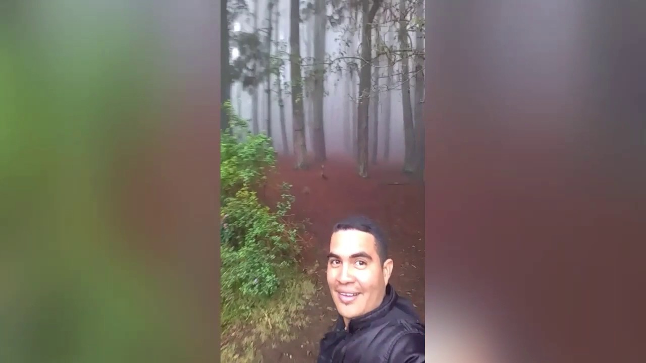 Mérida, bosque de pinos, Venezuela, páramo la culata, el valle - YouTube
