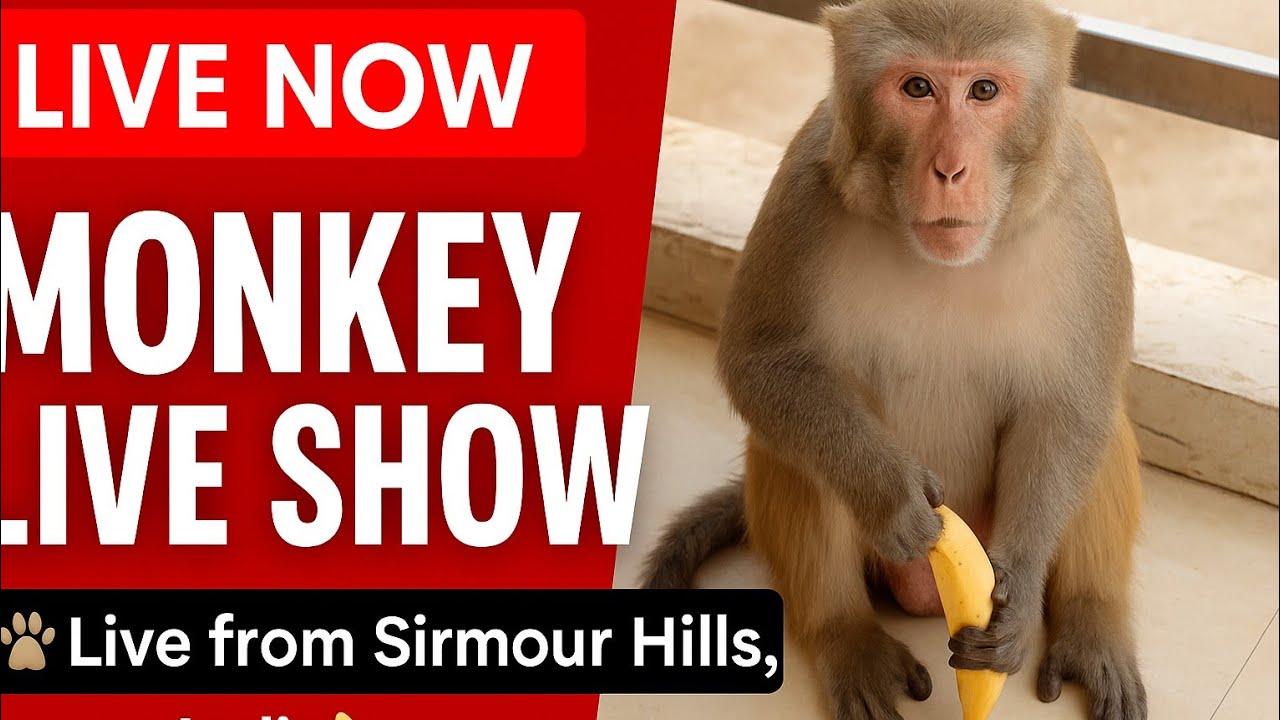 🐒 Monkey Breakfast Live 🍌 Cute Monkeys Eating Banana with Love ...