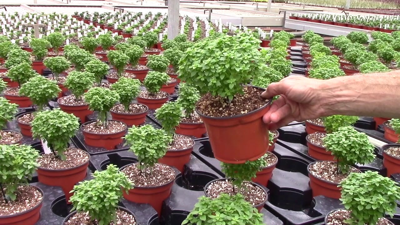 D S Cole Growers Week 27 2018 - YouTube