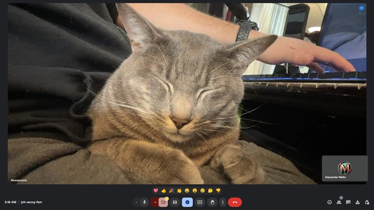 Livestream Catnapping - Petting Jasper the Cat - YouTube
