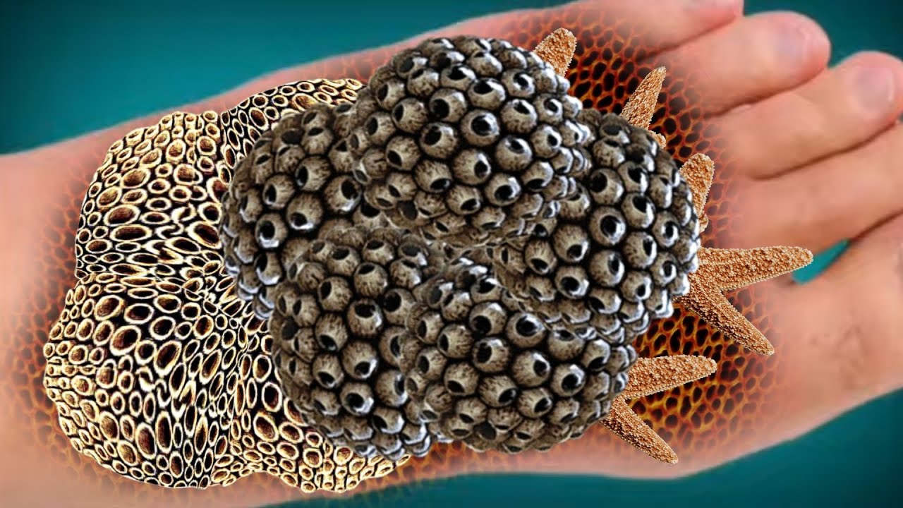 ASMR ANIMATION | Removing triphobia eye balls and starfish from feet # ...